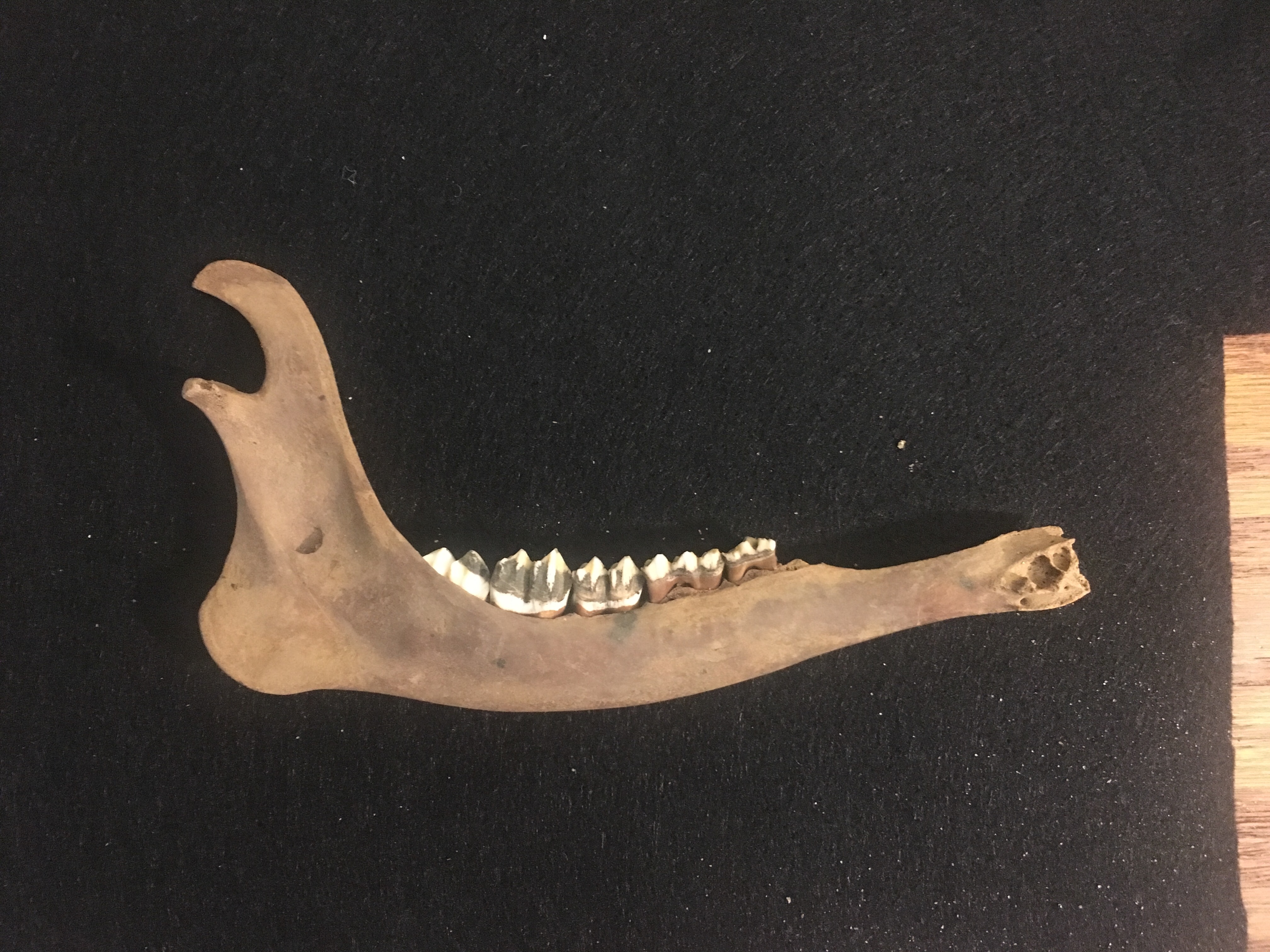Big Brook NJ Bone - Fossil ID - The Fossil Forum