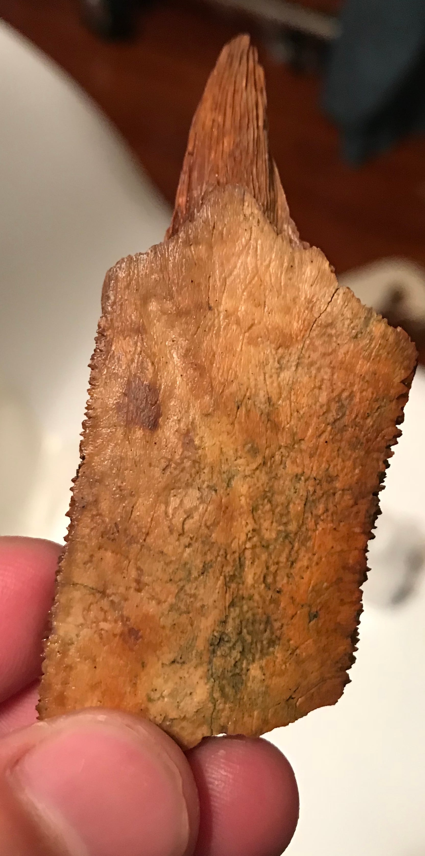 Peace River Formation Creeks - Fossil Hunting Trips - The Fossil Forum