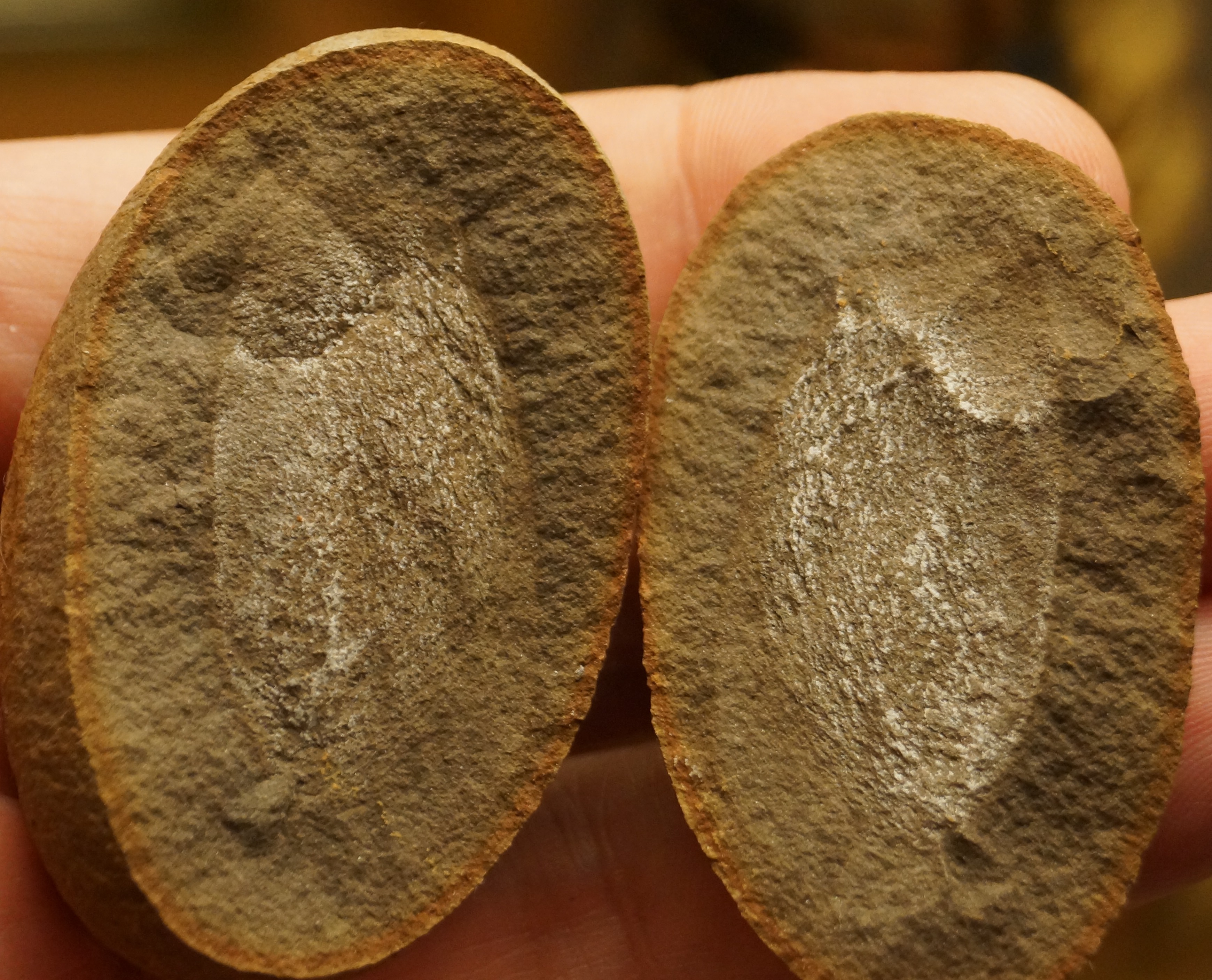 Successful Freeze Thaw- Now What Is It? - Fossil ID - The Fossil Forum