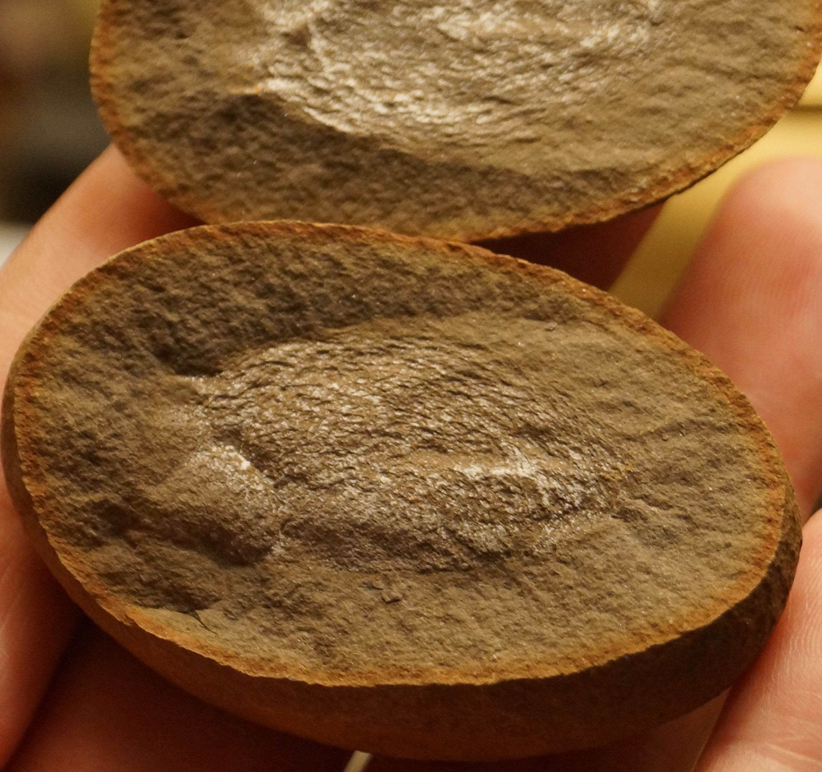 Successful Freeze Thaw- Now What Is It? - Fossil ID - The Fossil Forum