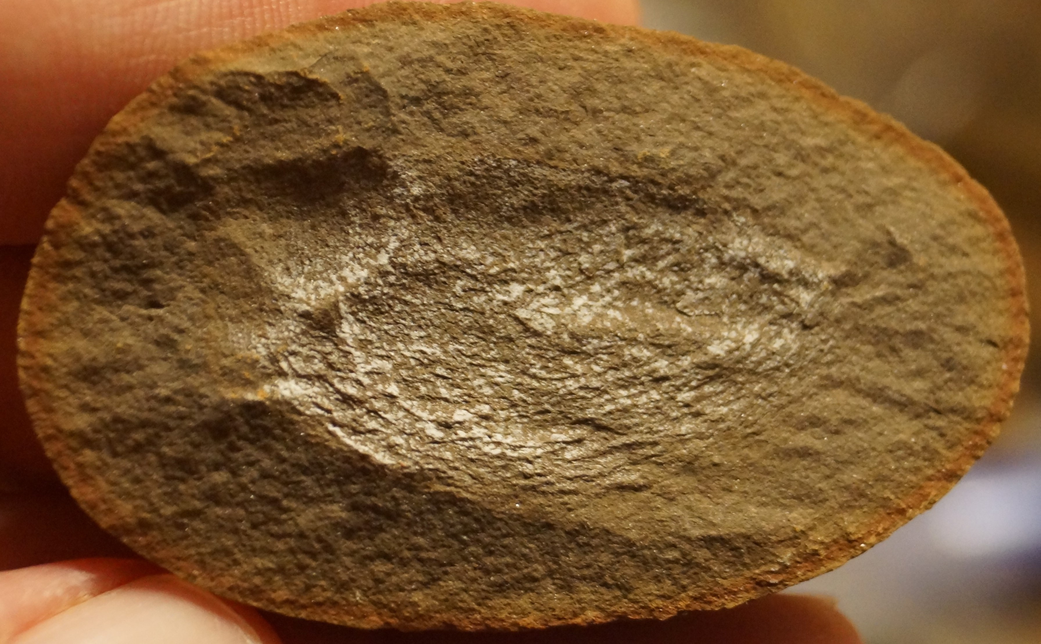 Successful Freeze Thaw- Now What Is It? - Fossil ID - The Fossil Forum