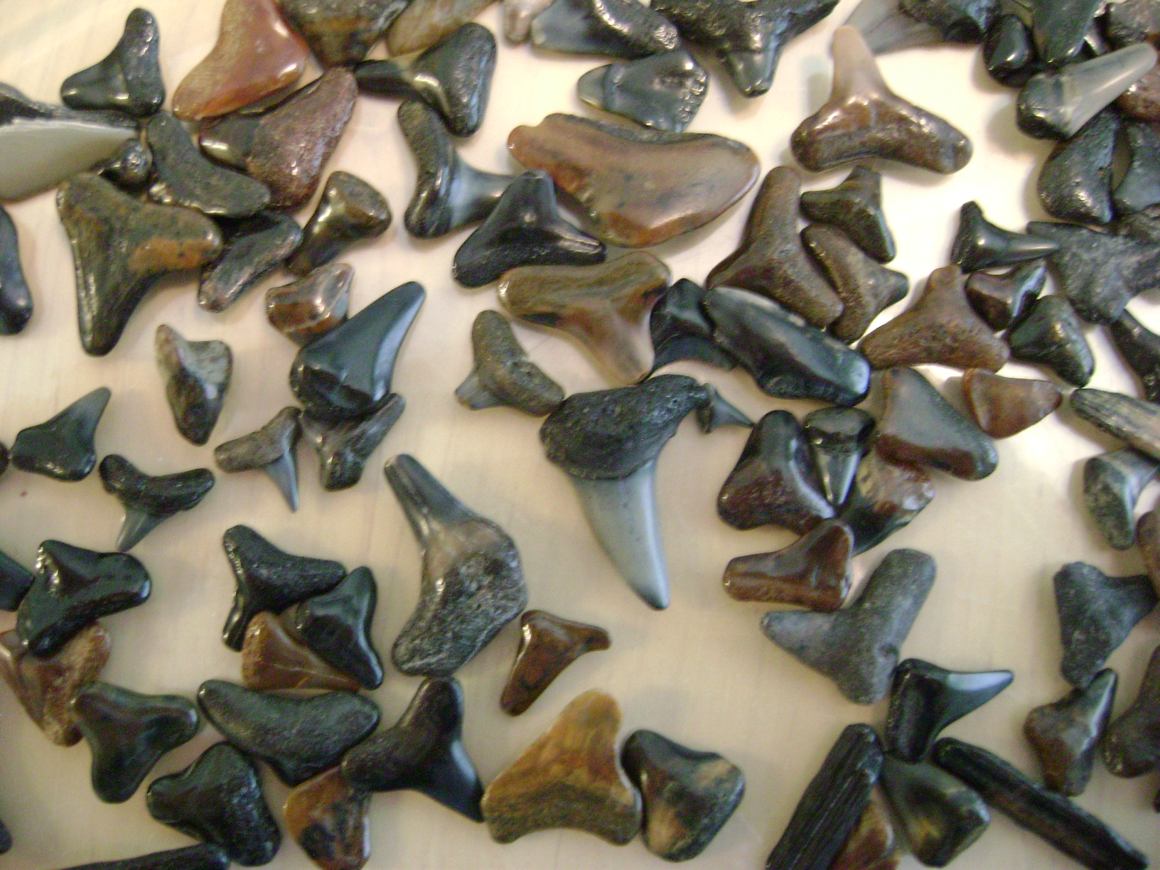 Help with ID - Shark Teeth from Ocean Isle Beach, NC - Fossil ID - The ...