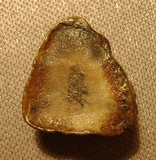 SW Florida Beach Fish Tooth Bone Fossil - Fossil ID - The Fossil Forum