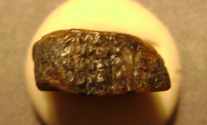 SW Florida Beach Fish Tooth Bone Fossil - Fossil ID - The Fossil Forum