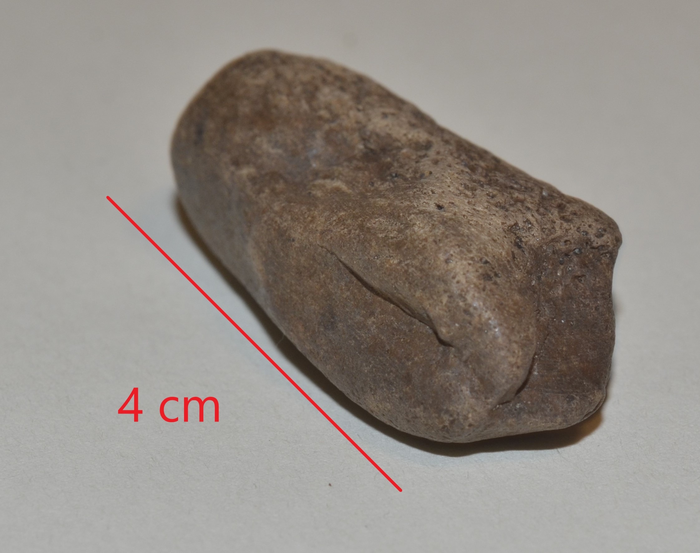 Unknown, Peace River, Bone Valley Member - Fossil ID - The Fossil Forum