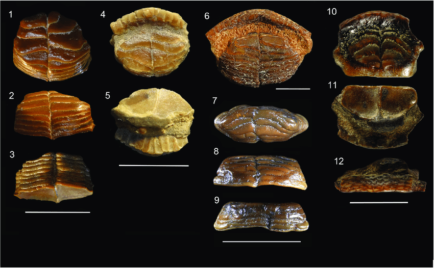 SW Florida Beach Fish Tooth Bone Fossil - Fossil ID - The Fossil Forum