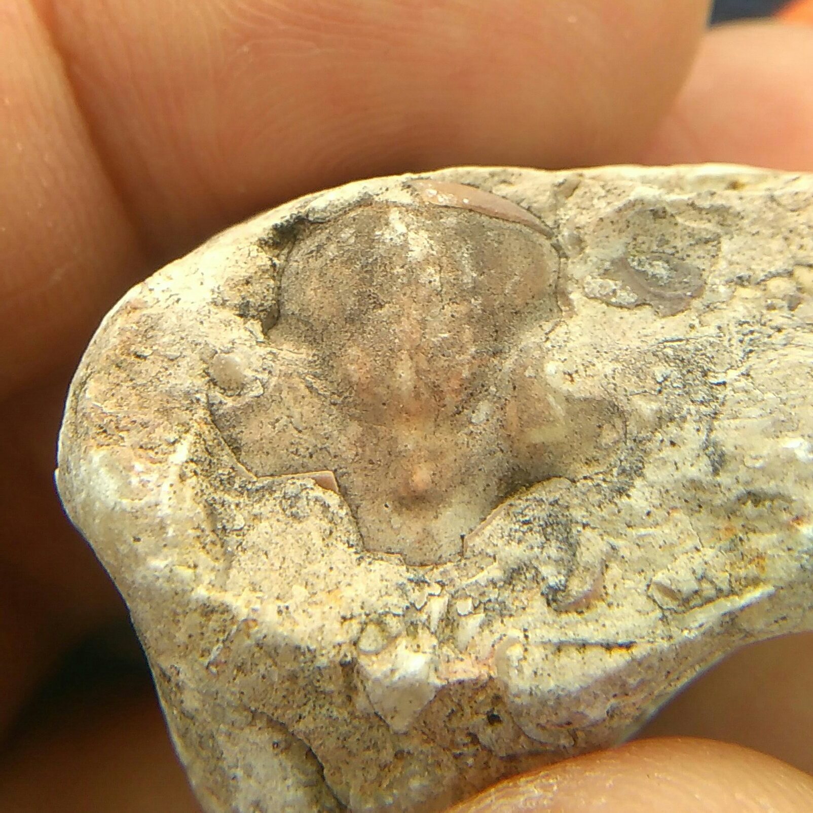 trilo head - Fossil ID - The Fossil Forum