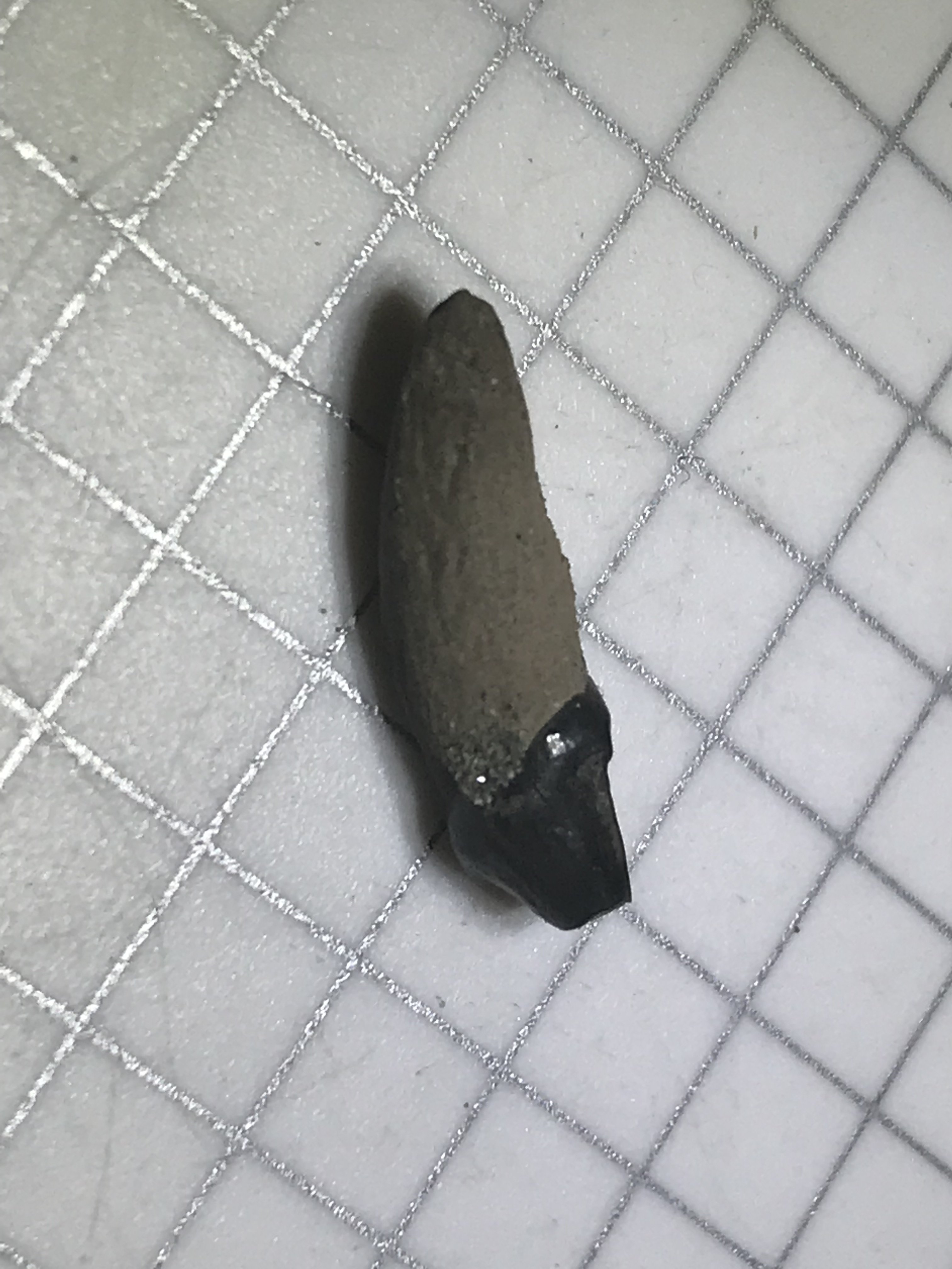 Purisima Dolphin Tooth from Capitola - Fossil ID - The Fossil Forum