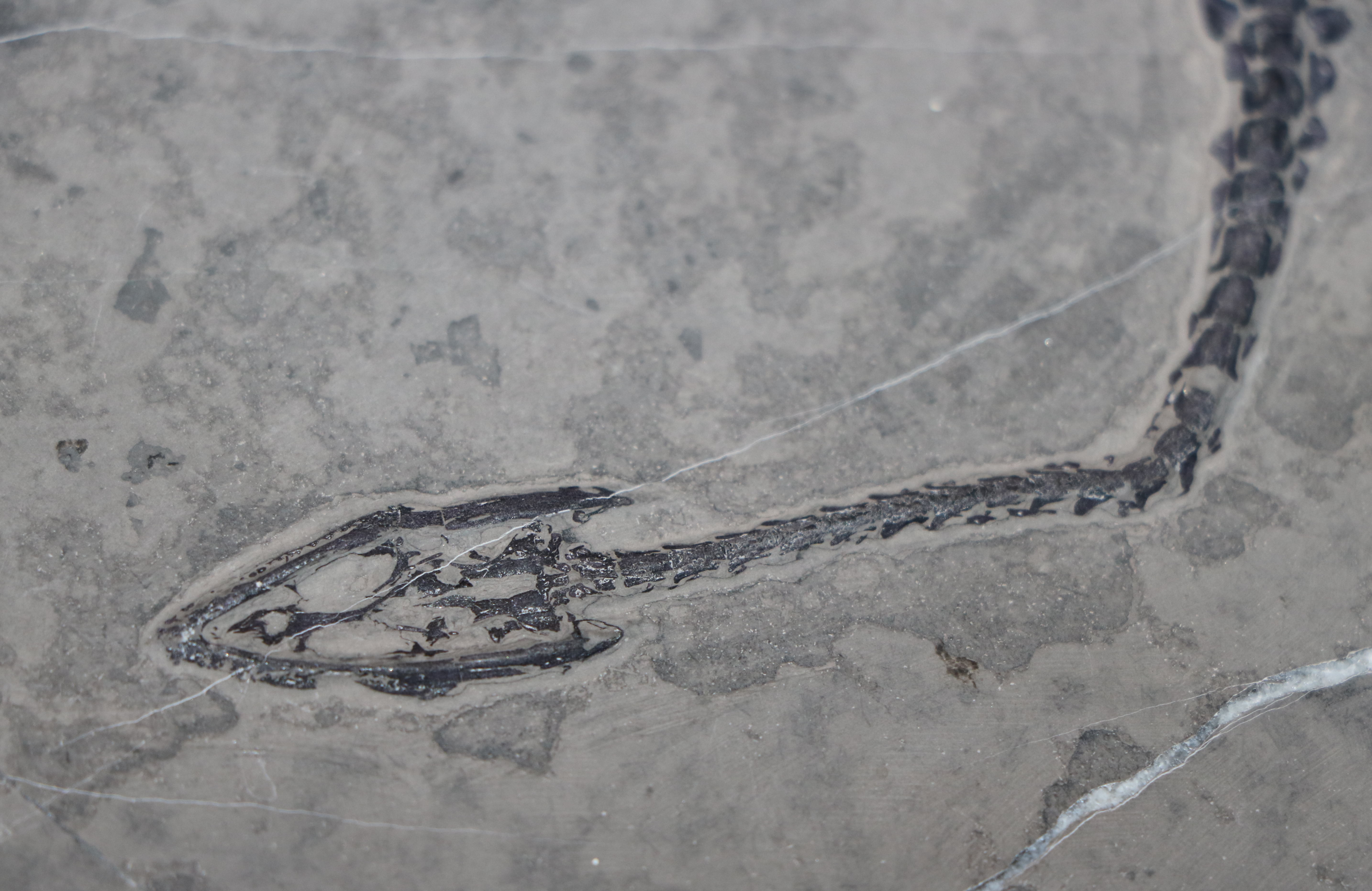 Keichousaurus - help please - Is It Real? How to Recognize Fossil ...