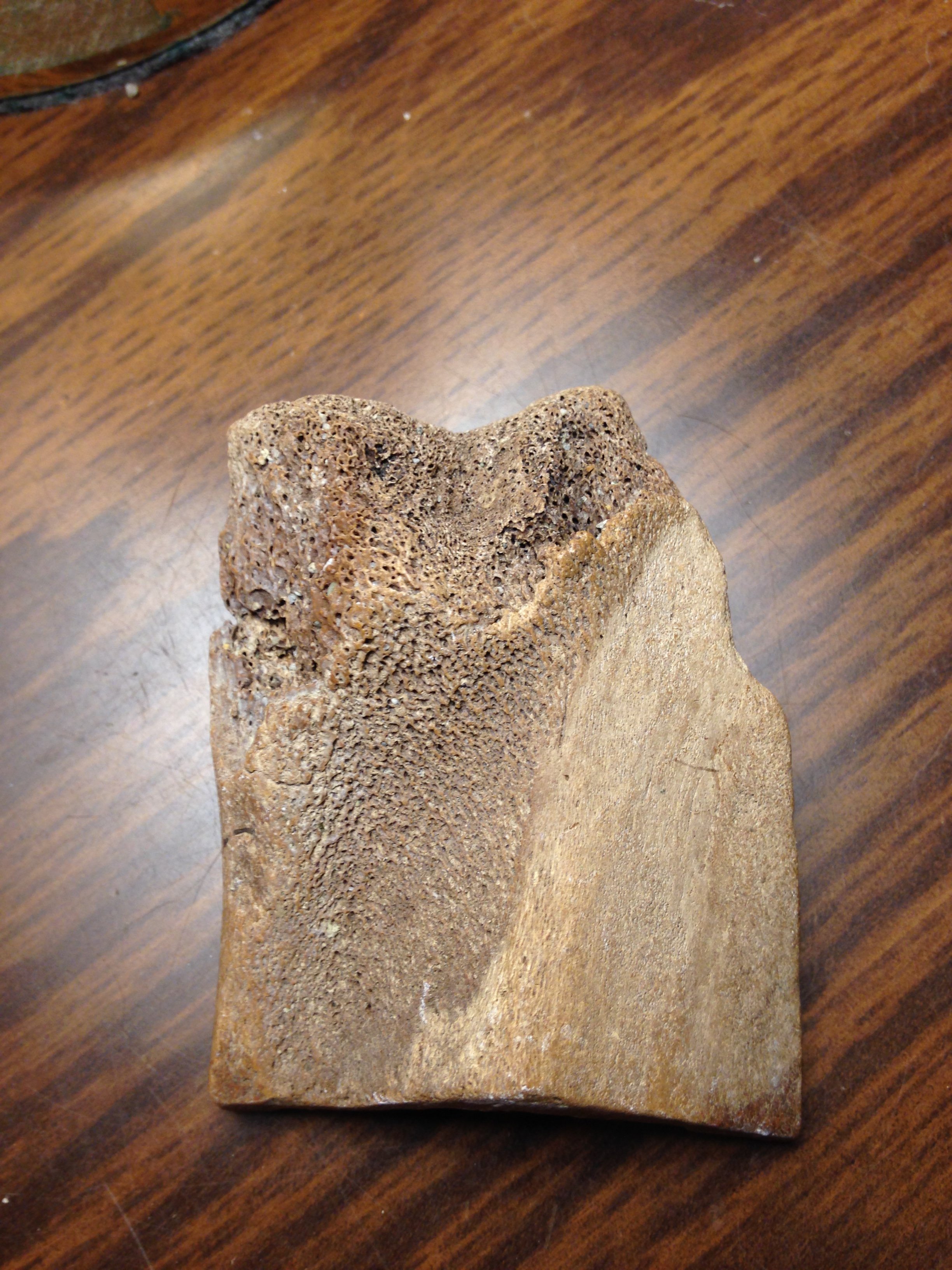 Fossilized Whale Bone? - General Fossil Discussion - The Fossil Forum