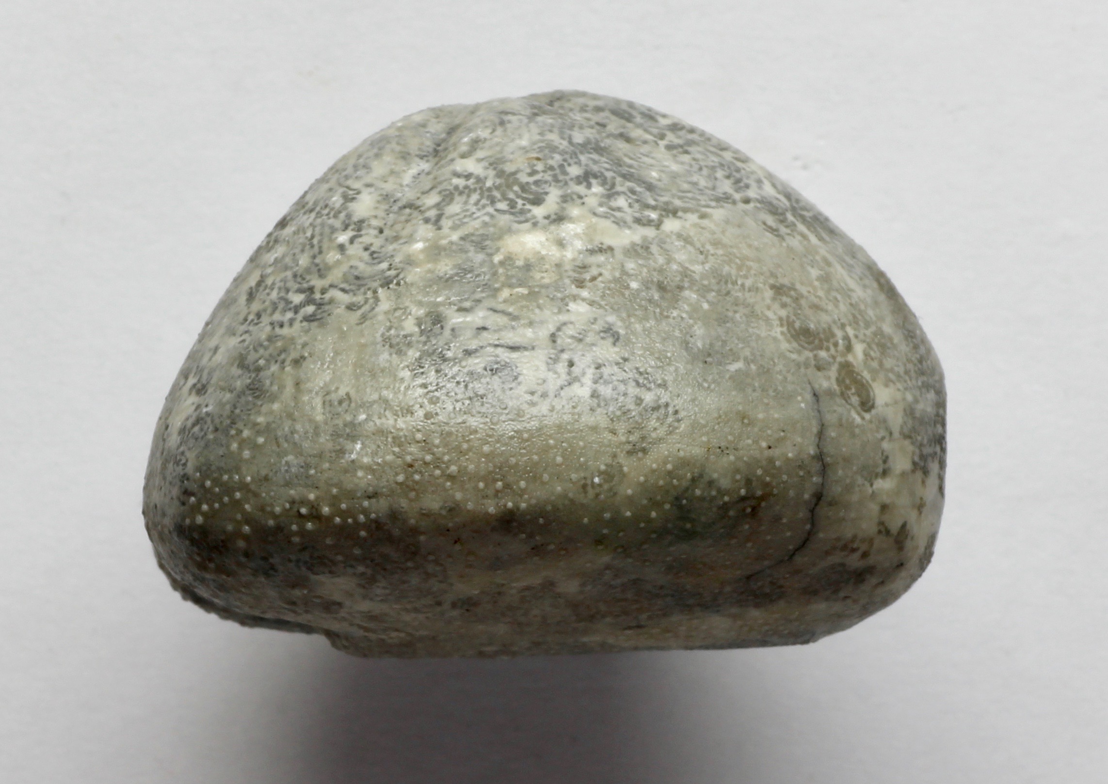 Beekite Micraster, U. Cretaceous, Germany - Member Collections - The ...