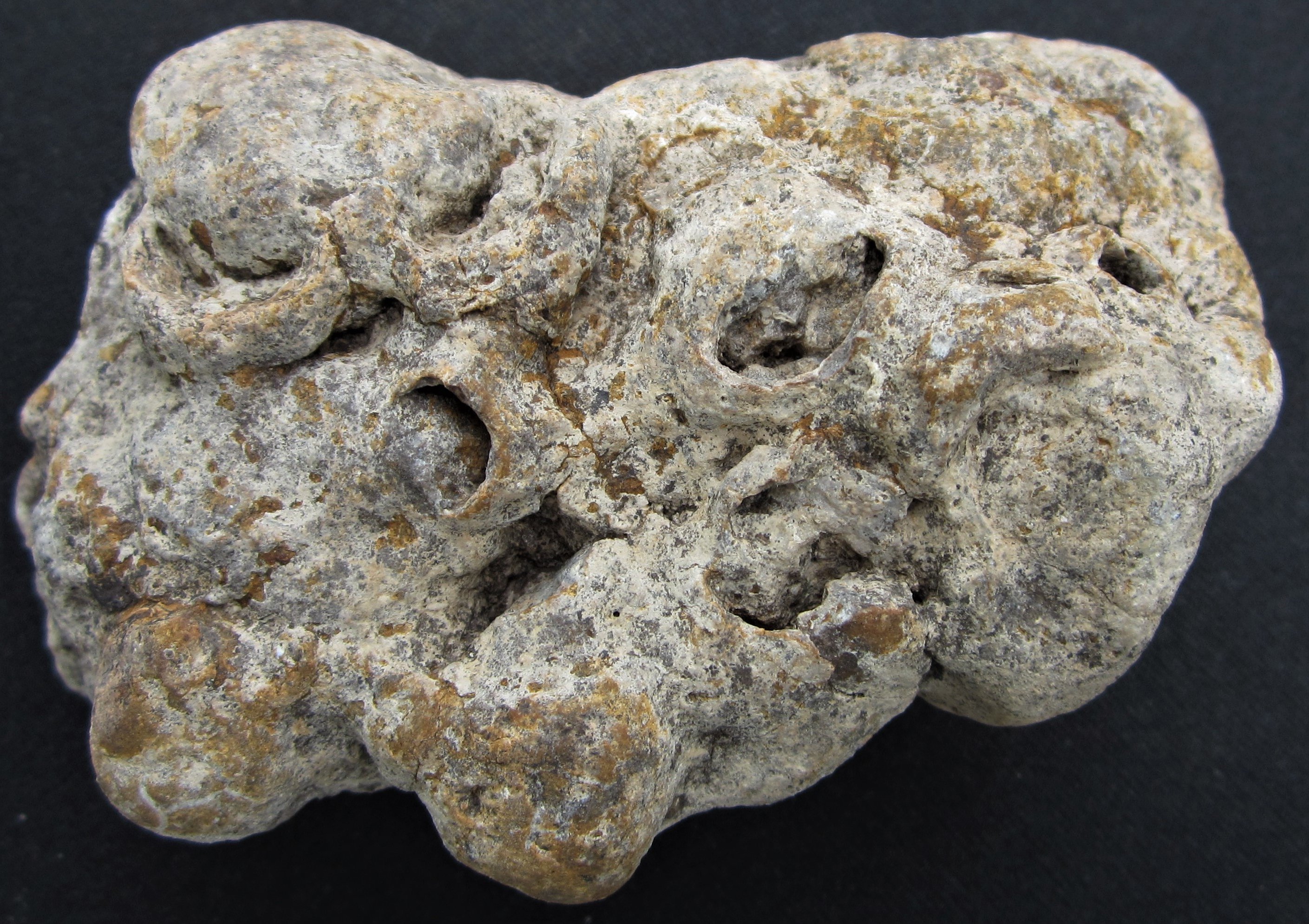 The Blob! - Fossil ID - The Fossil Forum