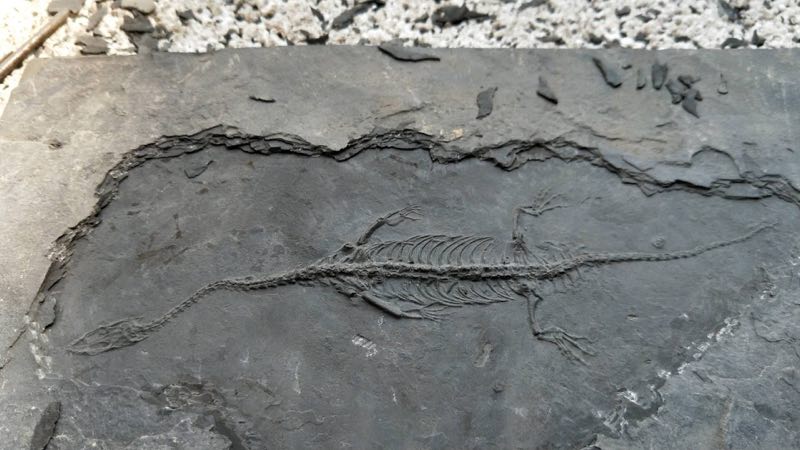 Keichousaurus - help please - Is It Real? How to Recognize Fossil ...