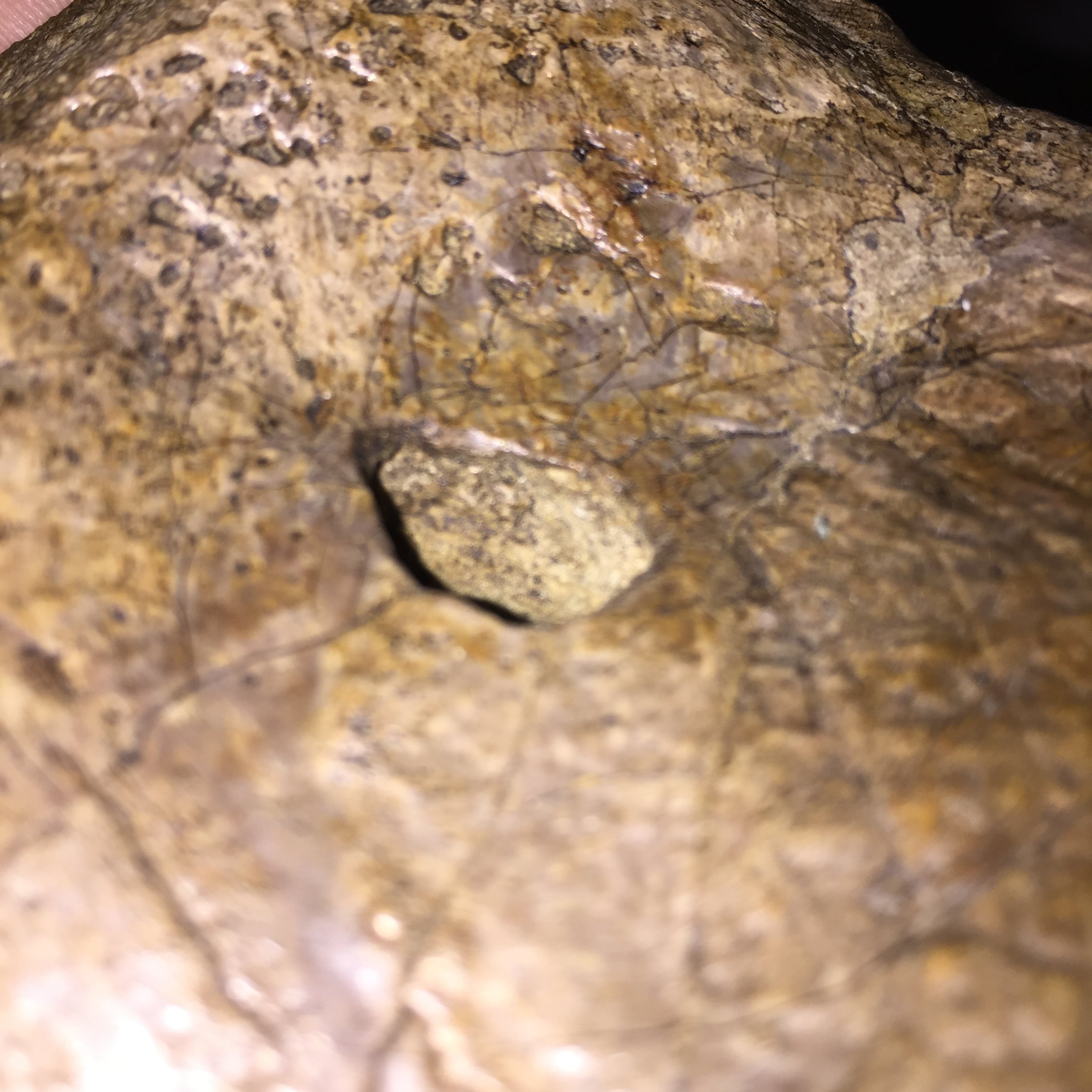 Edaphosaurus with large predator bite - Member Collections - The Fossil ...