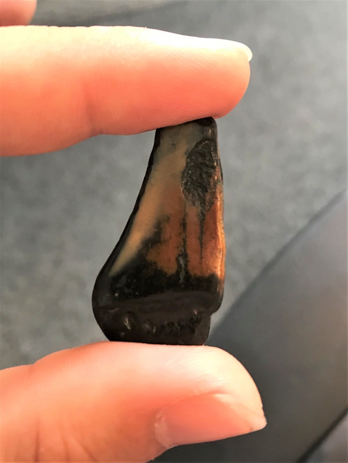 Red Crag Vertebra??? - Fossil ID - The Fossil Forum