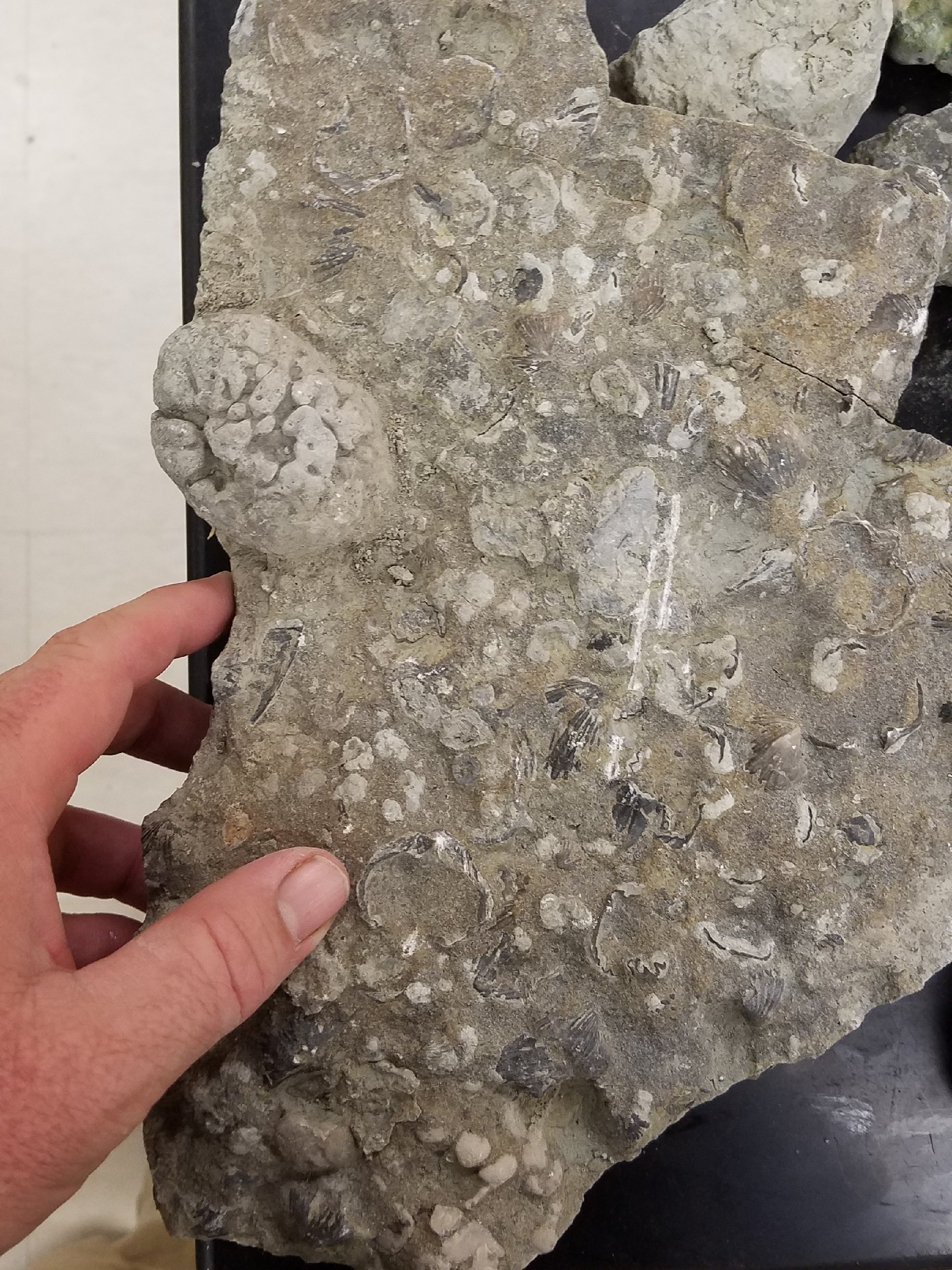 Stromatoporoid - Fossil ID - The Fossil Forum