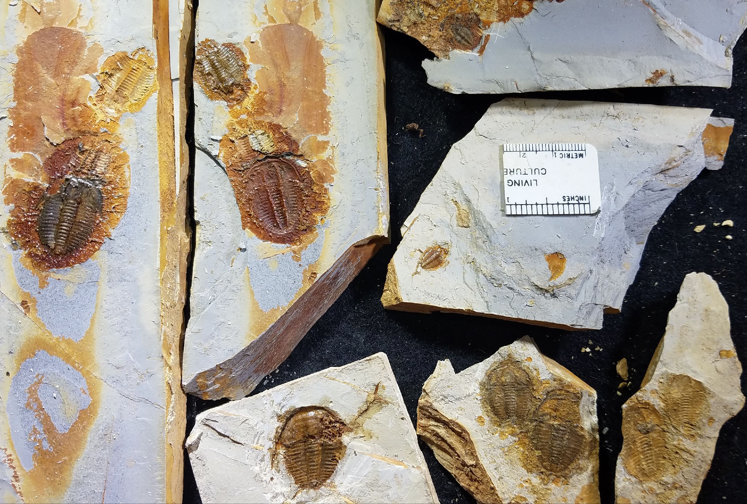Conasauga Shale - Fossil Hunting Trips - The Fossil Forum