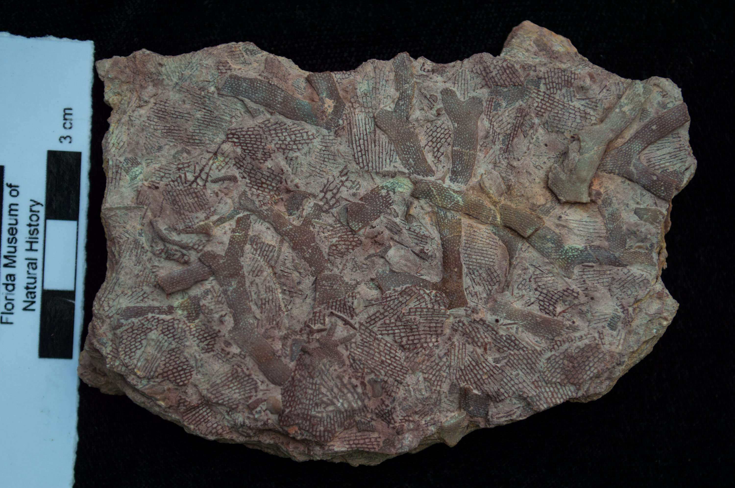 Possible plant need id - Fossil ID - The Fossil Forum