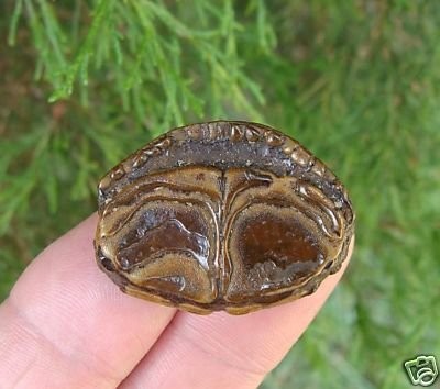 SW Florida Beach Fish Tooth Bone Fossil - Fossil ID - The Fossil Forum