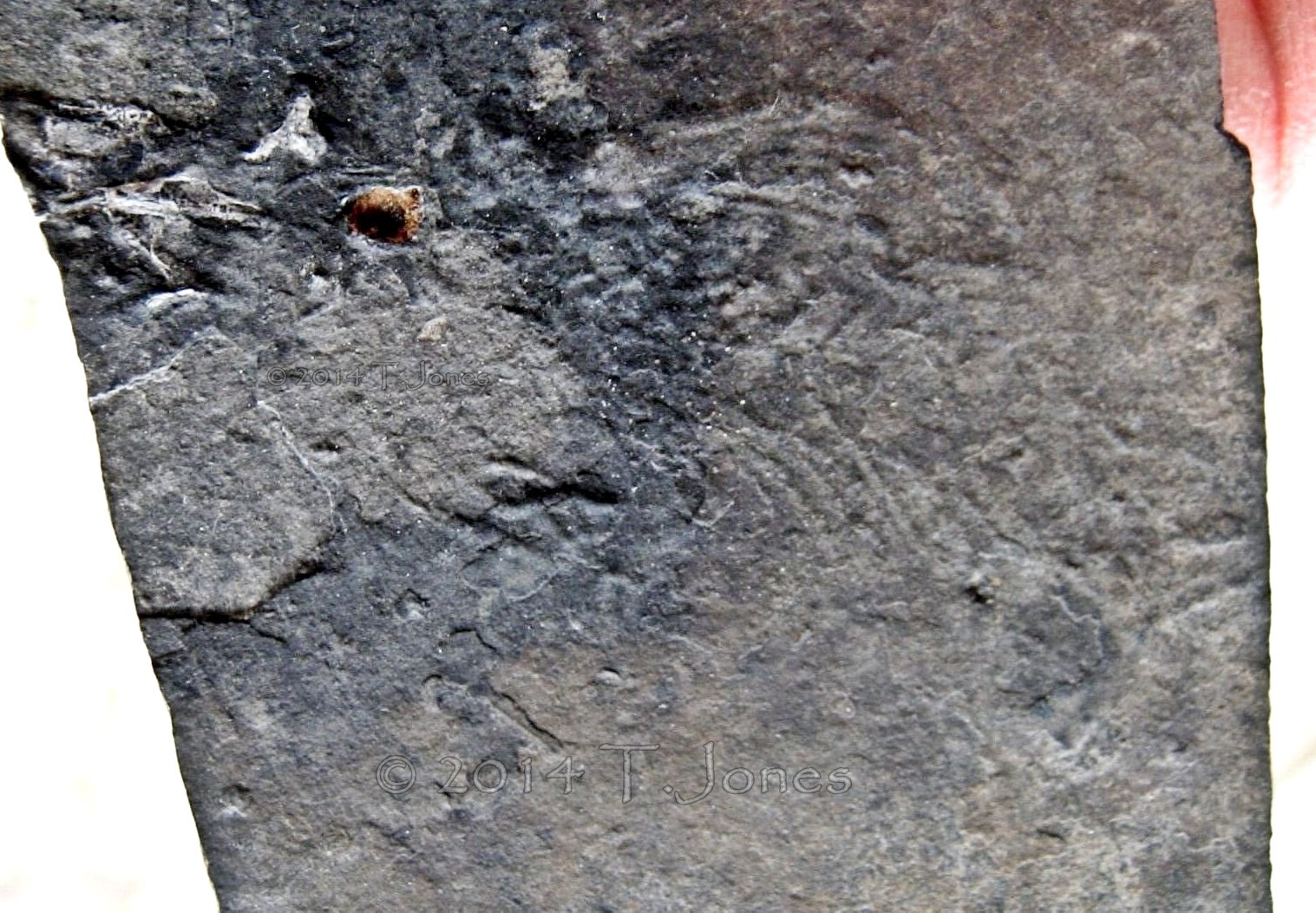 Another coelacanth. - Member Collections - The Fossil Forum