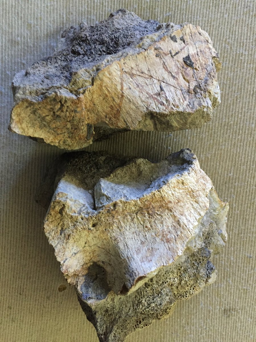 Triceratops skull and brain case - Member Collections - The Fossil Forum