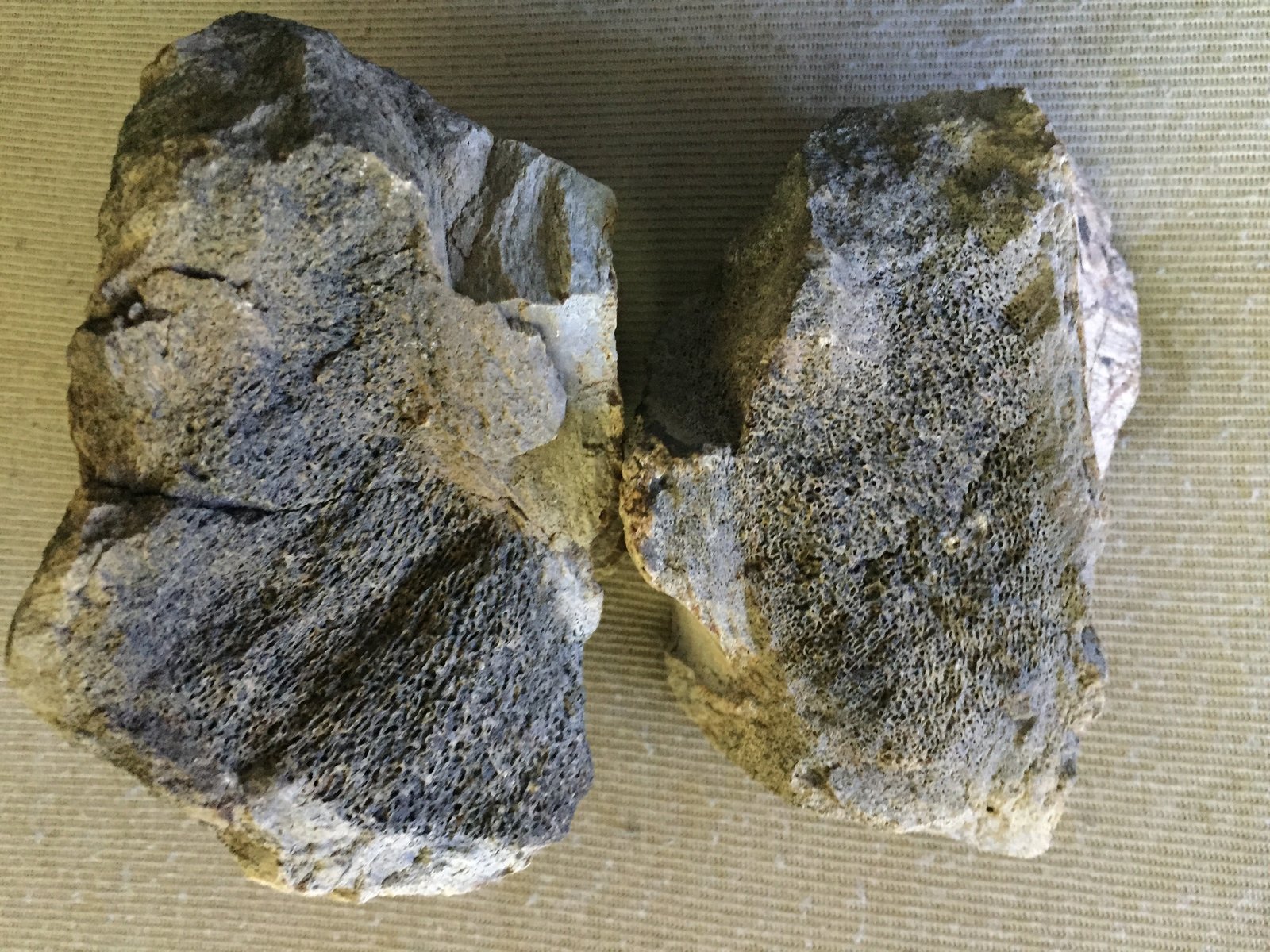 Triceratops skull with brain case - Member Collections - The Fossil Forum