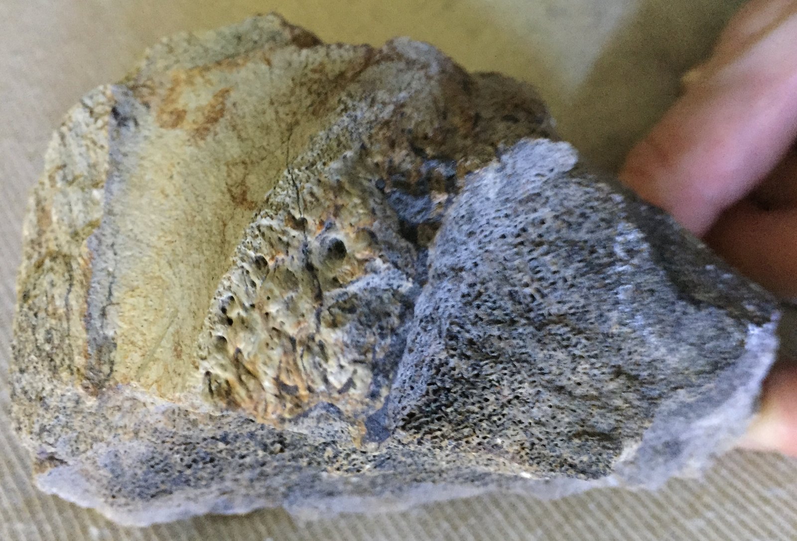 Triceratops skull and brain case - Member Collections - The Fossil Forum