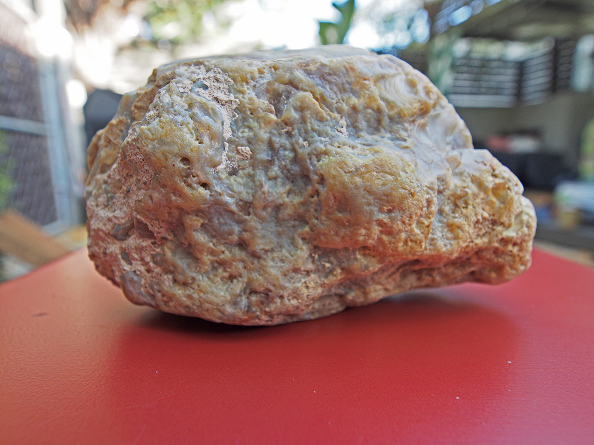 Heavy Calcified (?) Skull - Fossil ID - The Fossil Forum