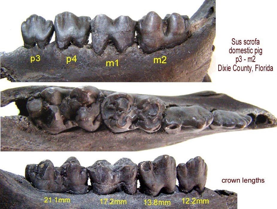Jaw section - Fossil ID - The Fossil Forum
