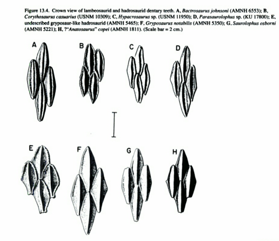 Hadrosaur tooth with big denticles - Fossil ID - The Fossil Forum