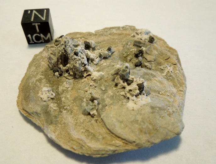 Bone Valley Oddballs - Digested Tooth? Crystal Formations? Bone ...