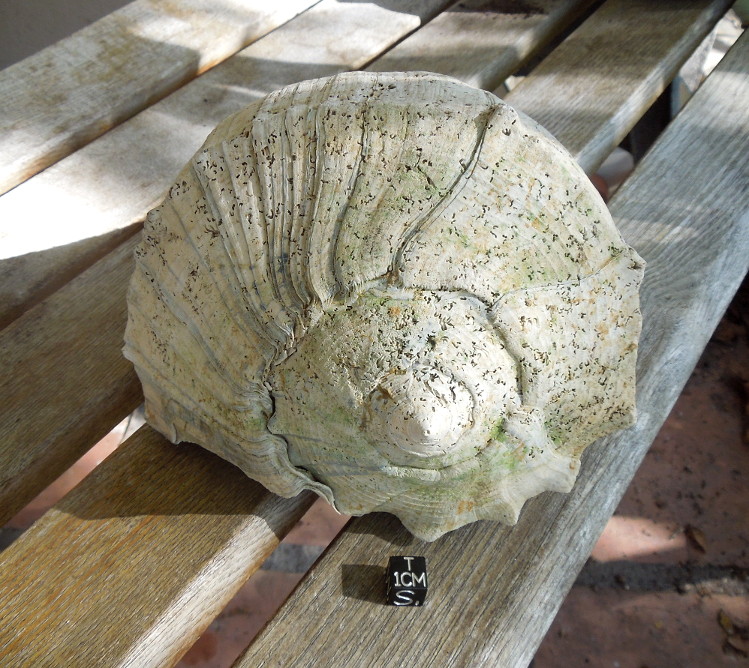 Bone Valley Oddballs - Digested Tooth? Crystal Formations? Bone ...