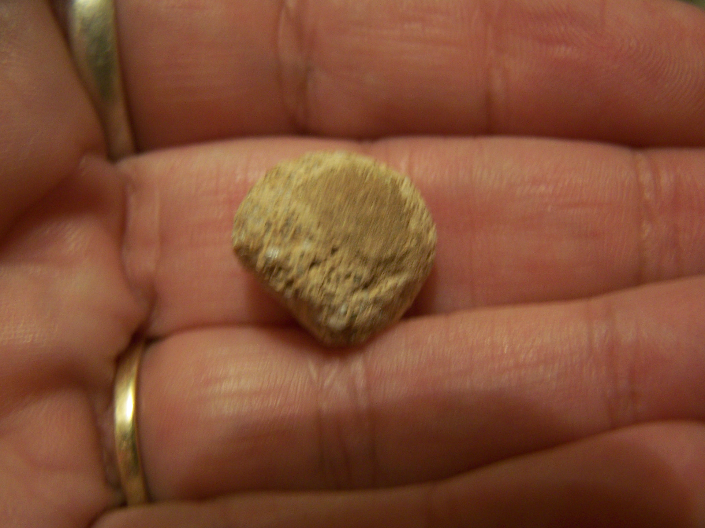 another tiny thingy...I am saying sponge? - Fossil ID - The Fossil Forum