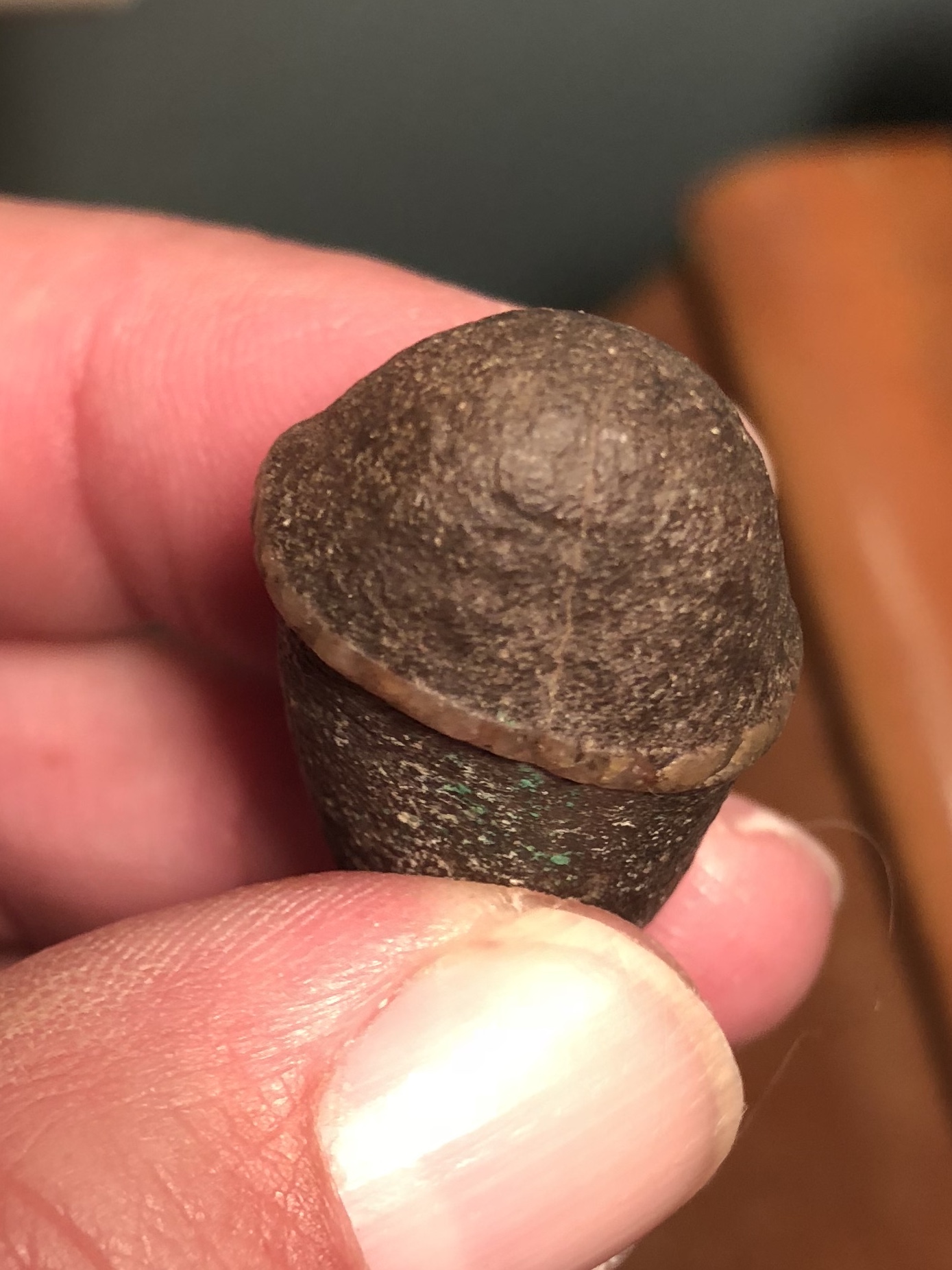 Acorn? - Fossil ID - The Fossil Forum