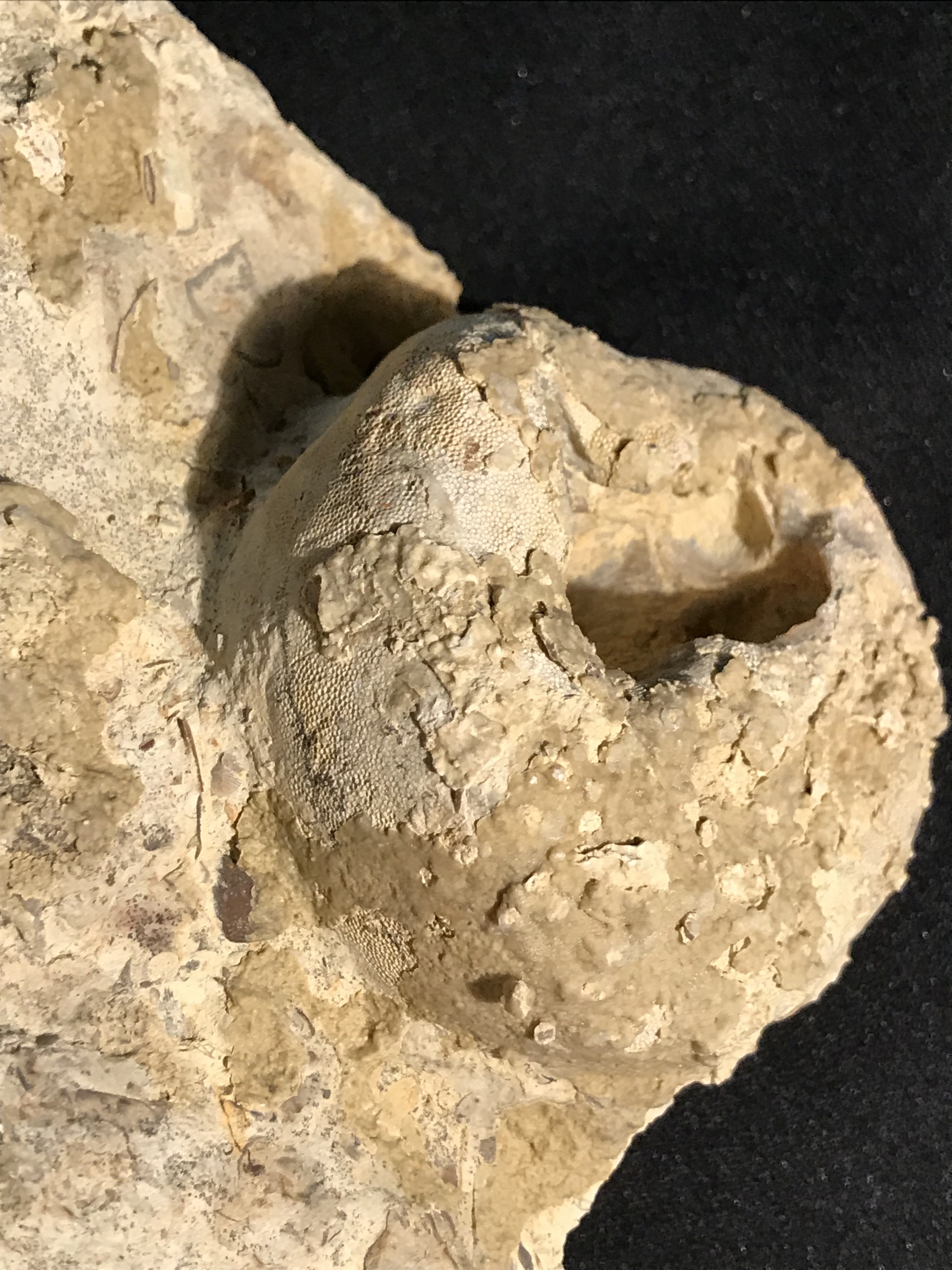 Help With Platteville Mystery Sponge - Fossil ID - The Fossil Forum