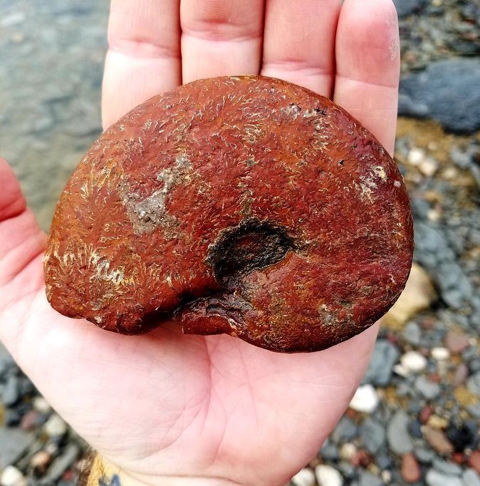 October 2018 Finds of the Month Entries - Page 2 - Fossil of the Month ...
