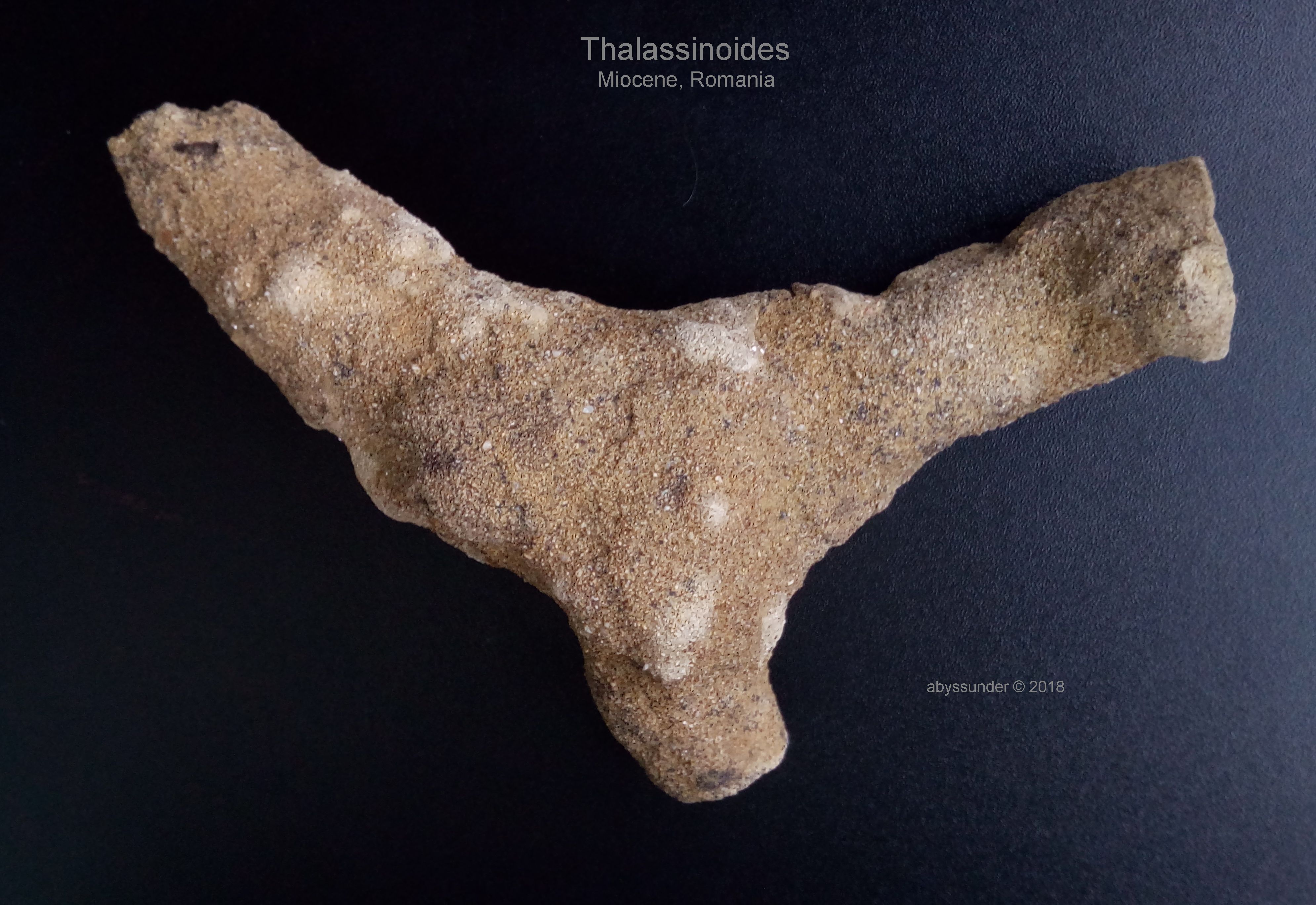 Bird ? - Fossil ID - The Fossil Forum