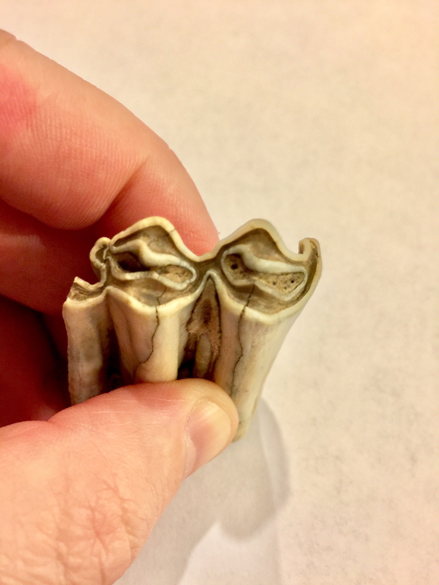 Just a cow tooth? - Fossil ID - The Fossil Forum