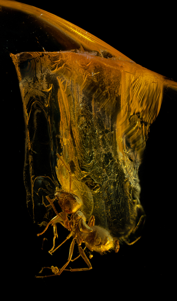 Amber insect photographs - Member Collections - The Fossil Forum