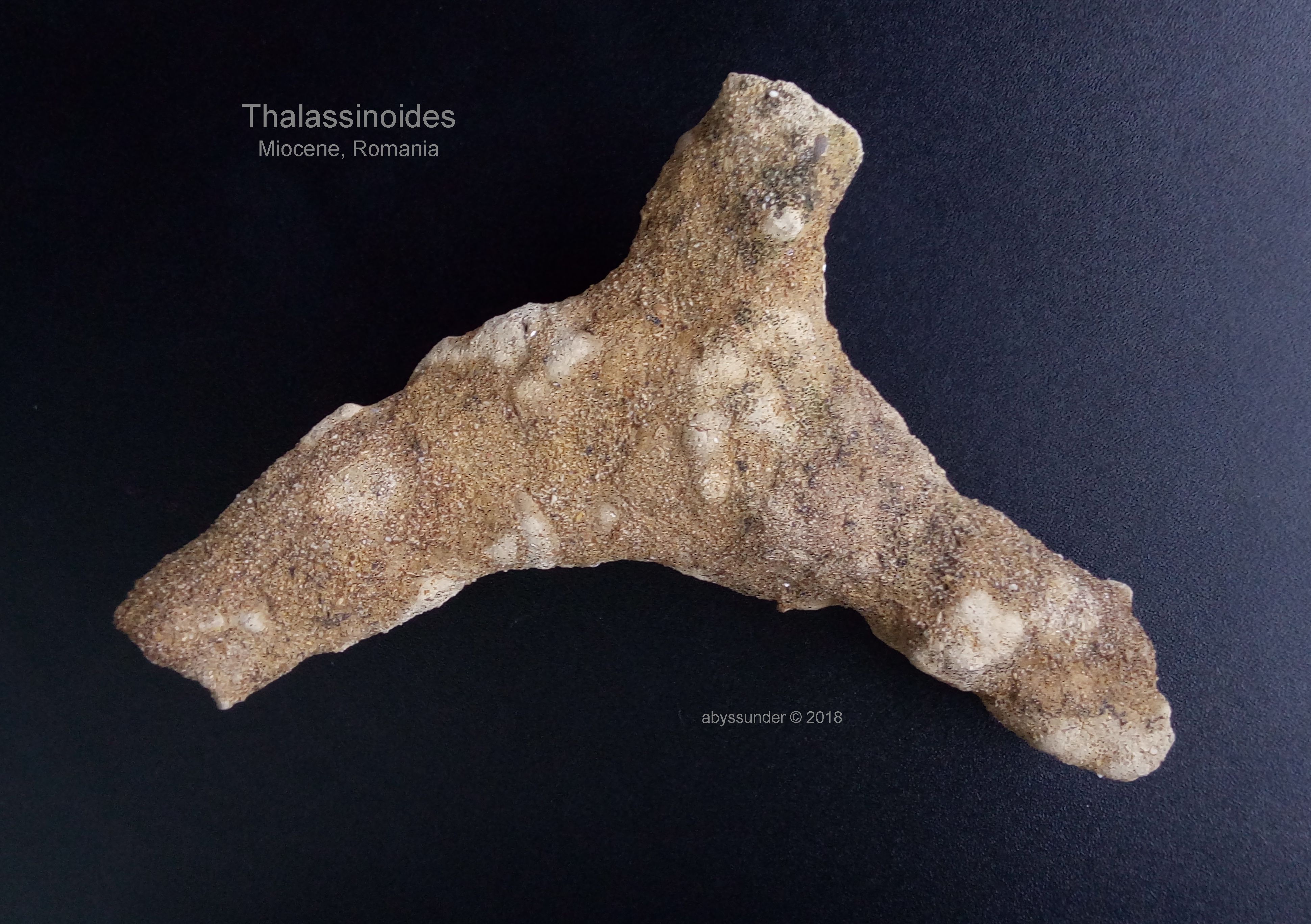 Bird ? - Fossil ID - The Fossil Forum