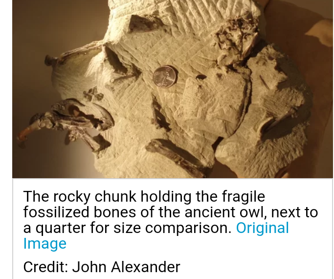 48-Million-Year-Old Fossil Owl - Fossil News - The Fossil Forum