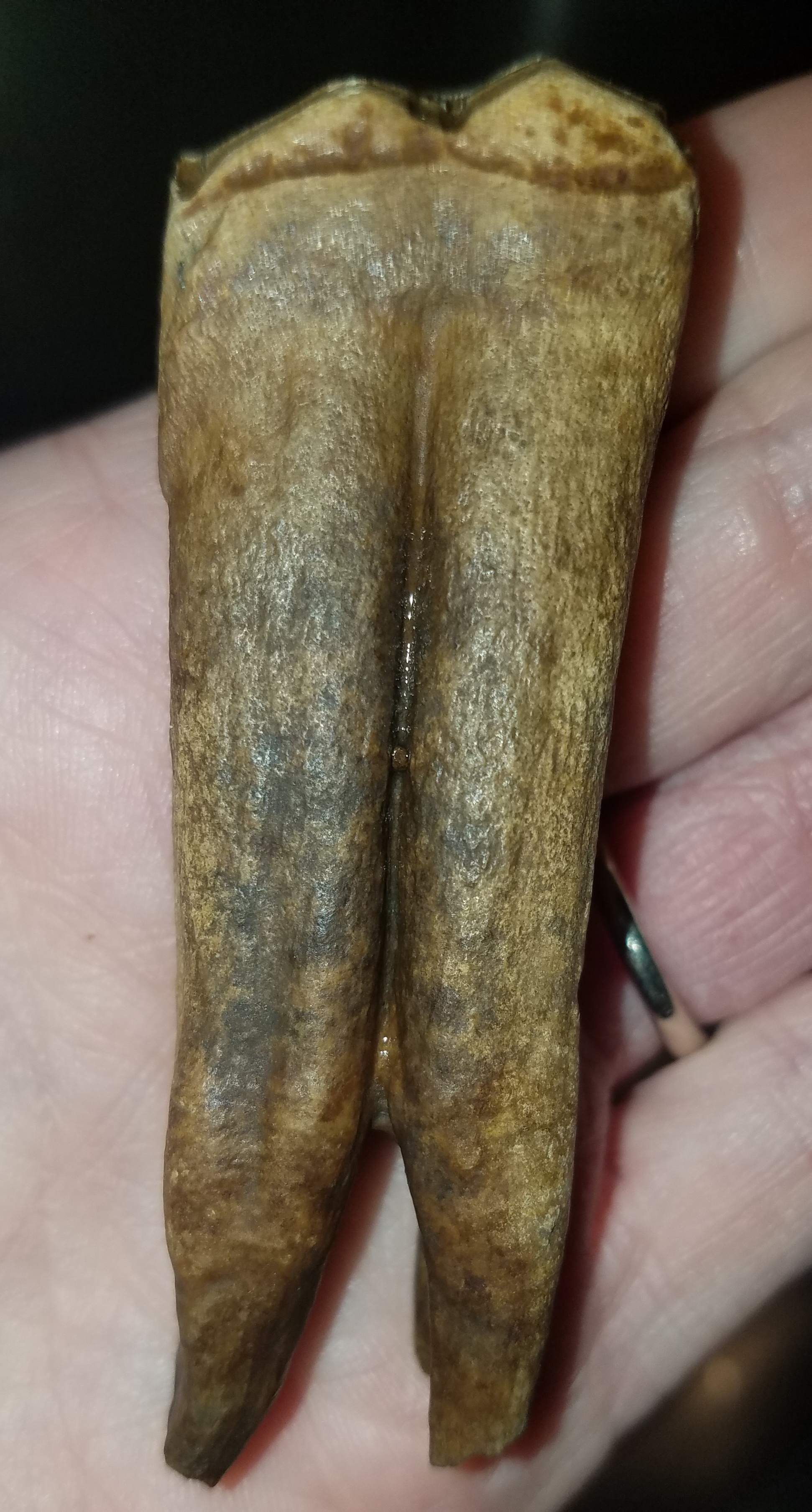 Tooth Identification? - Fossil ID - The Fossil Forum