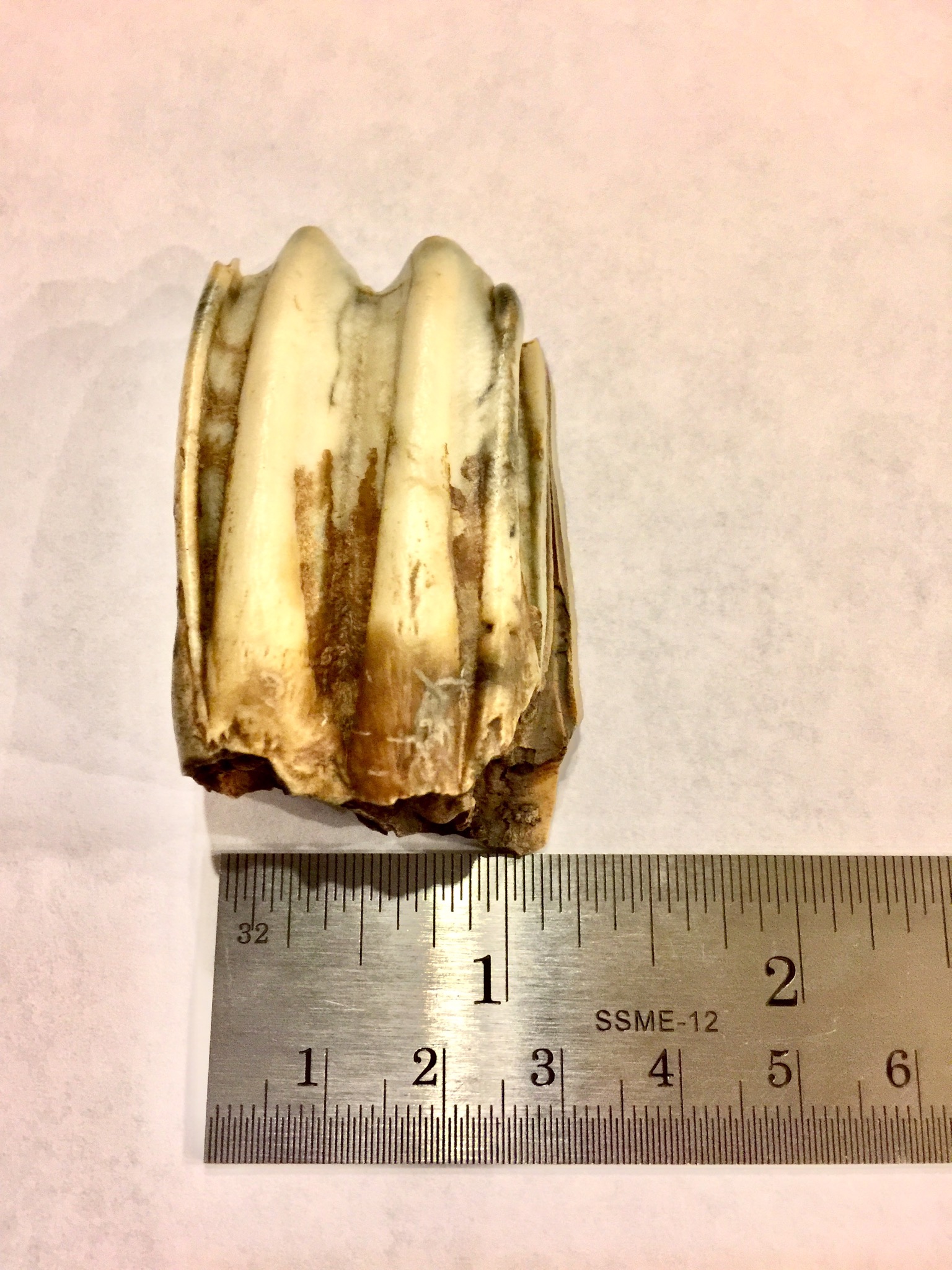Just a cow tooth? - Fossil ID - The Fossil Forum