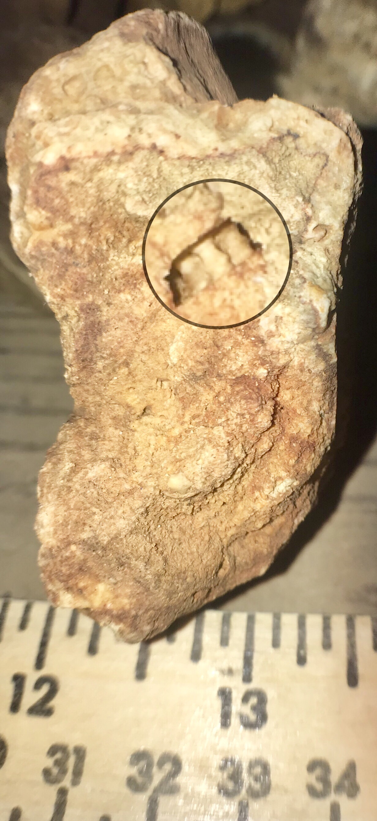 Crinoid Stems? - Fossil ID - The Fossil Forum