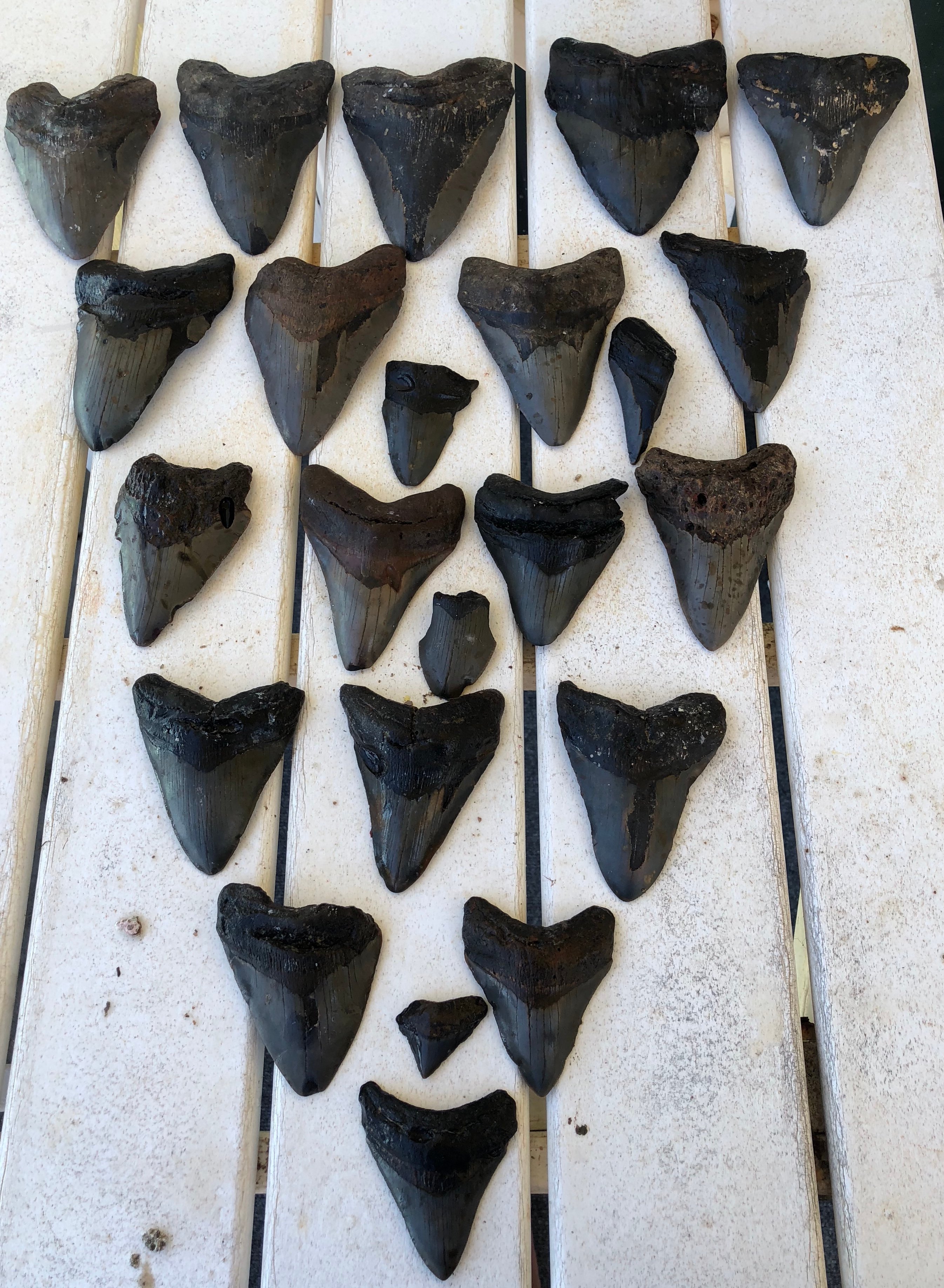 First trip to meg ledge north carolina - Fossil Hunting Trips - The ...
