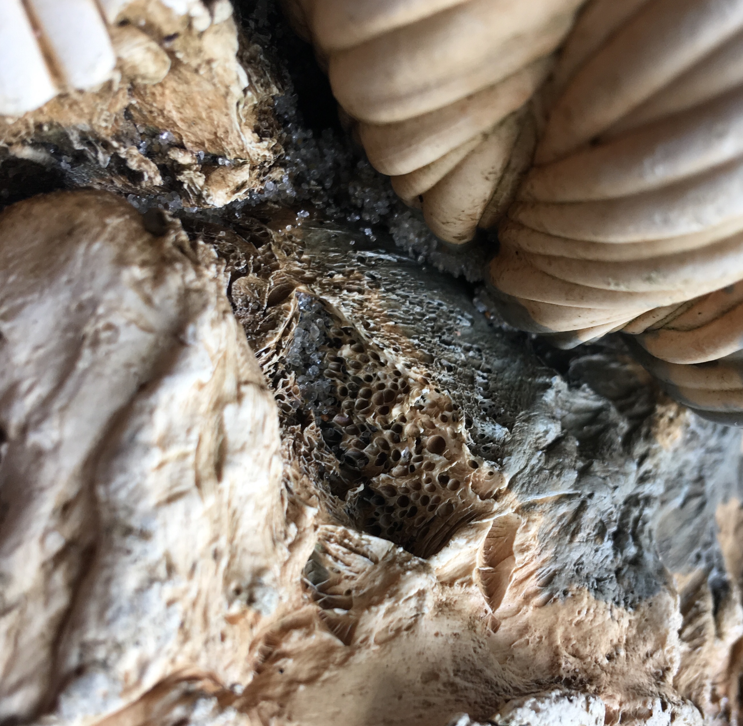 Strangest piece I’ve ever found - Fossil ID - The Fossil Forum