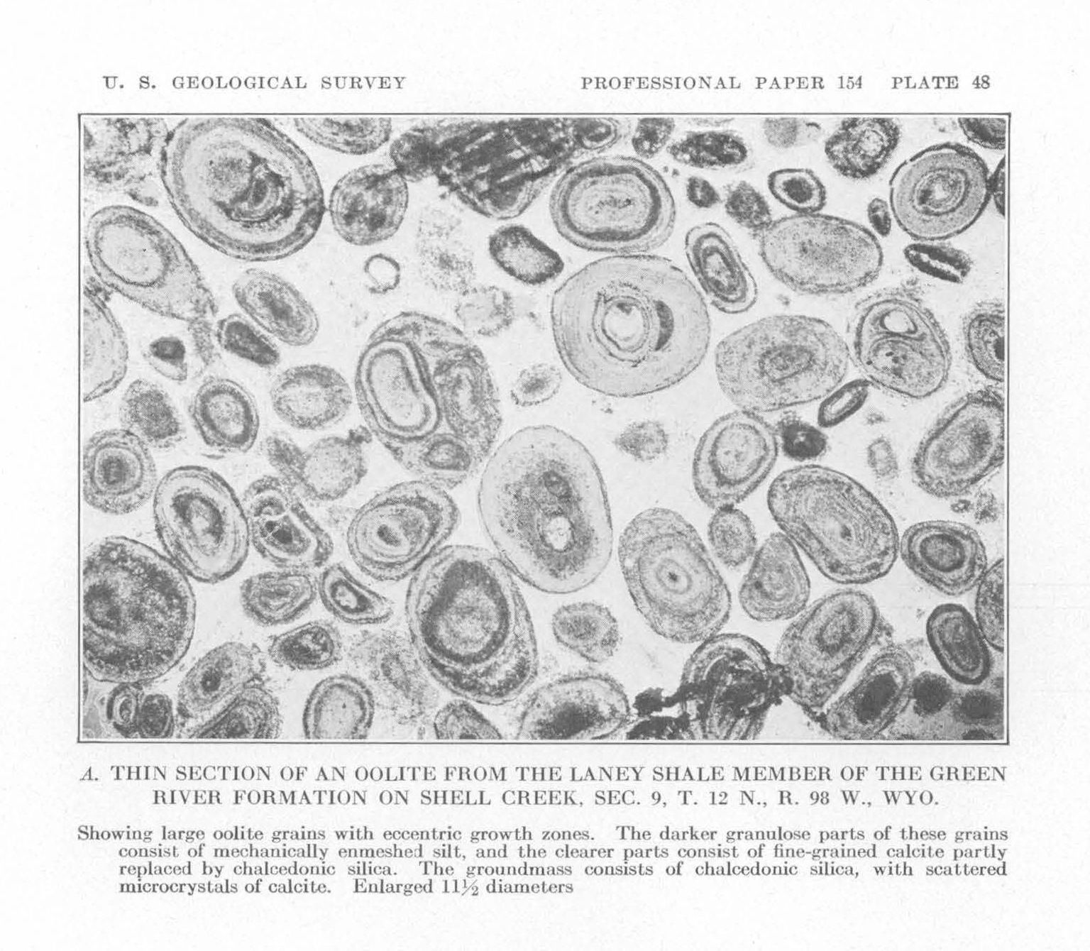 small round balls - Fossil ID - The Fossil Forum