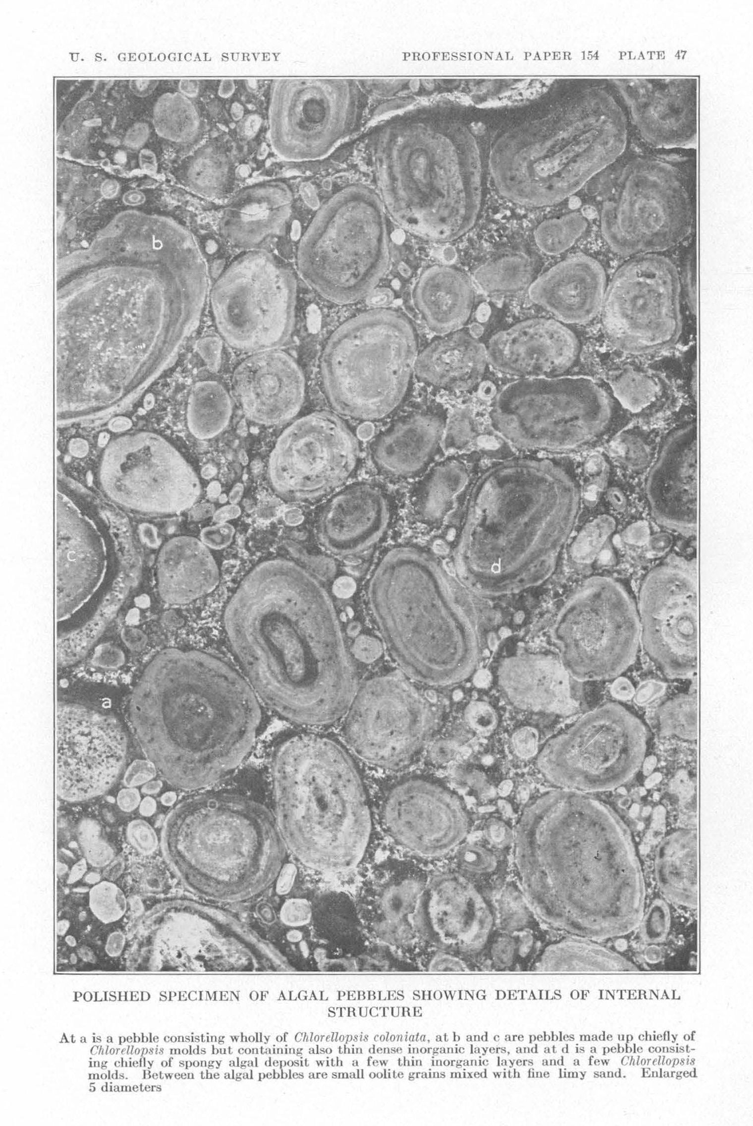 small round balls - Fossil ID - The Fossil Forum