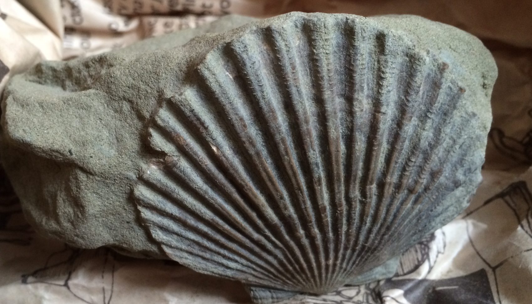 Tomales , CA. Fossil identification - Fossil ID - The Fossil Forum