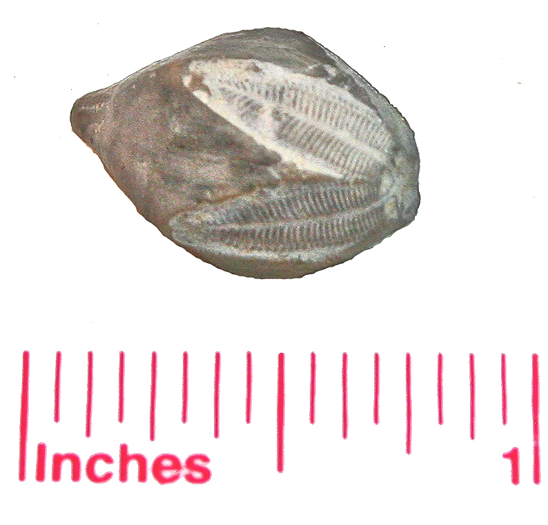 Crinoid Calyx? - Fossil ID - The Fossil Forum